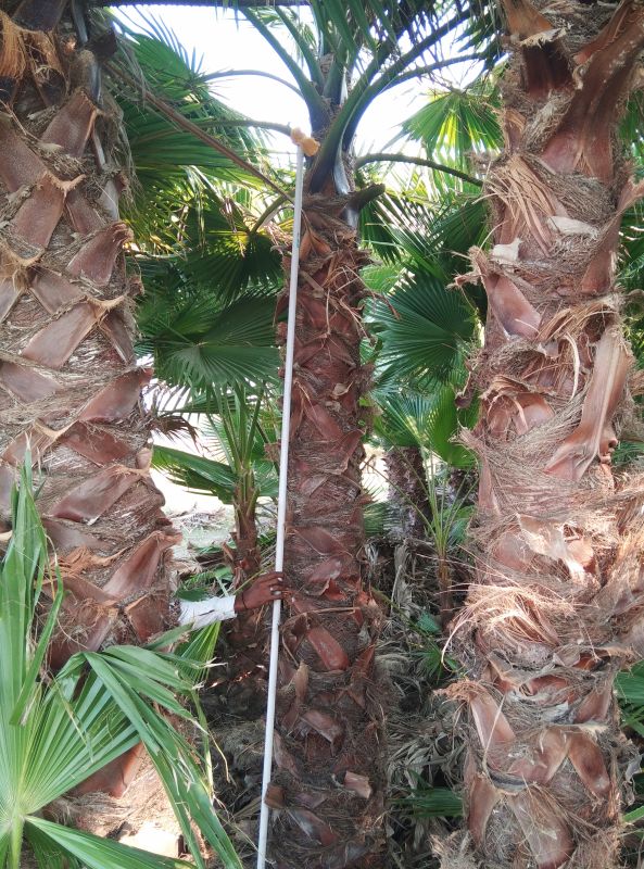 Palm Trees for Home Decor Or Office Decor at Best Price in Bathinda ...