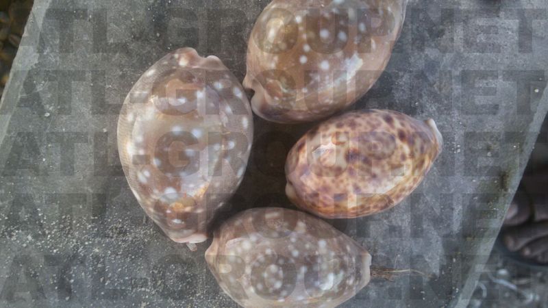 Tiger Cowrie Natural Seashell for Decoration, Jewellery at USD 135000 ...
