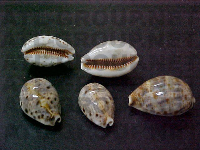 Tiger Cowrie Natural Seashell for Decoration, Jewellery at USD 135000 ...
