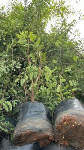 Natural Chintha Pandu Tree For Agriculture at Rs 450 in Rajahmundry ...