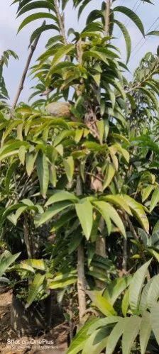 Natural Ramphal Tree, Color : Green For Outdoor at Rs 300 in ...