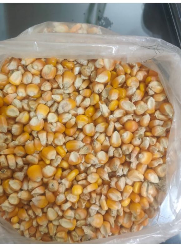 GMO Yellow Maize 12%, Speciality : High In Protein at Rs 22 in Bhopal ...
