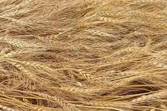 Wheat Grain, Color : Golden Brown at Best Price in Solapur - ID: 8008633
