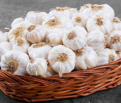 A Grade Fresh Garlic, Color : Off White, Packaging Type : Net Bags at ...