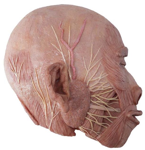 Soft silicone Meiwo Science Highly Realistic Anatomy Models at USD 600 ...