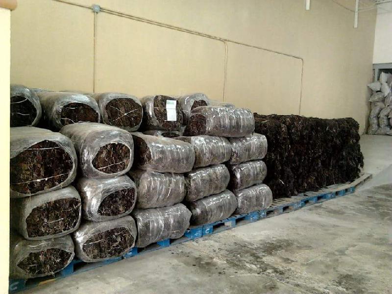 Gelidium Robustum Seaweed Buy gelidium robustum seaweed in Baja California