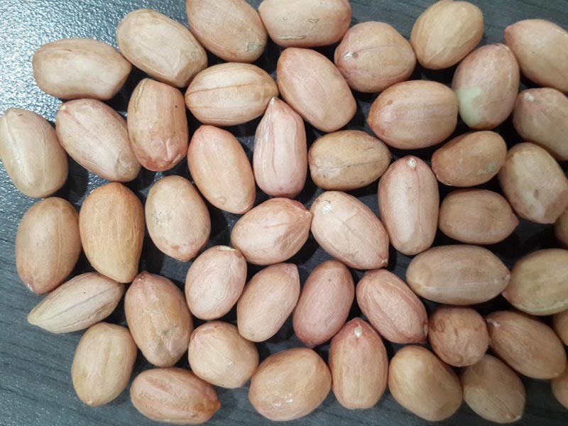 Devdeep Agro Industries in Morvi - Manufacturer of Groundnut Seed & Cummin Seed