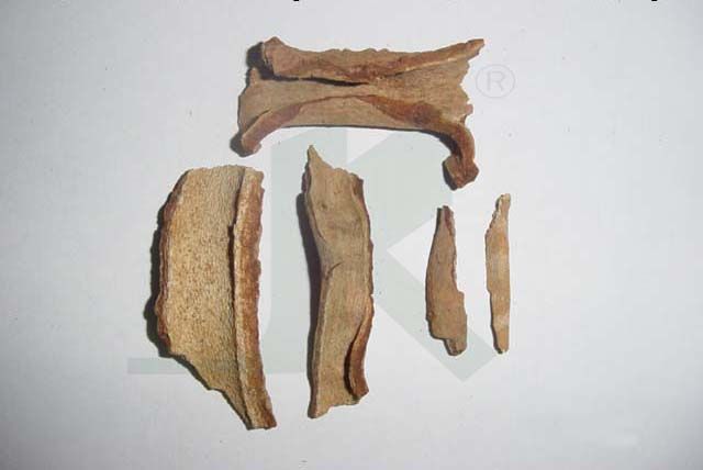 SYMPLOCUS RACEMOSA (Lodhra Tree) at Best Price in Navi Mumbai - ID: 3835576