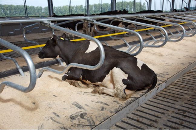 Cow Cubicle at Best Price in Karnal - ID: 2978182 | Milkwell Milking ...