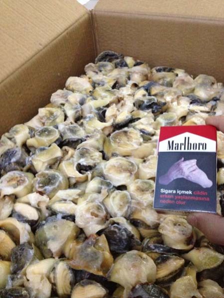 Altinel in istanbul - Manufacturer of Topshell Meat & Topshell Shell