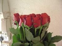 Sri Annapoorneshwari Exports in Bangalore - Retailer of Cut Flowers ...