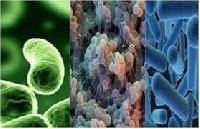 Dvs Biolife Ltd. in Hyderabad - Manufacturer of Fertilizers & Phosphate ...