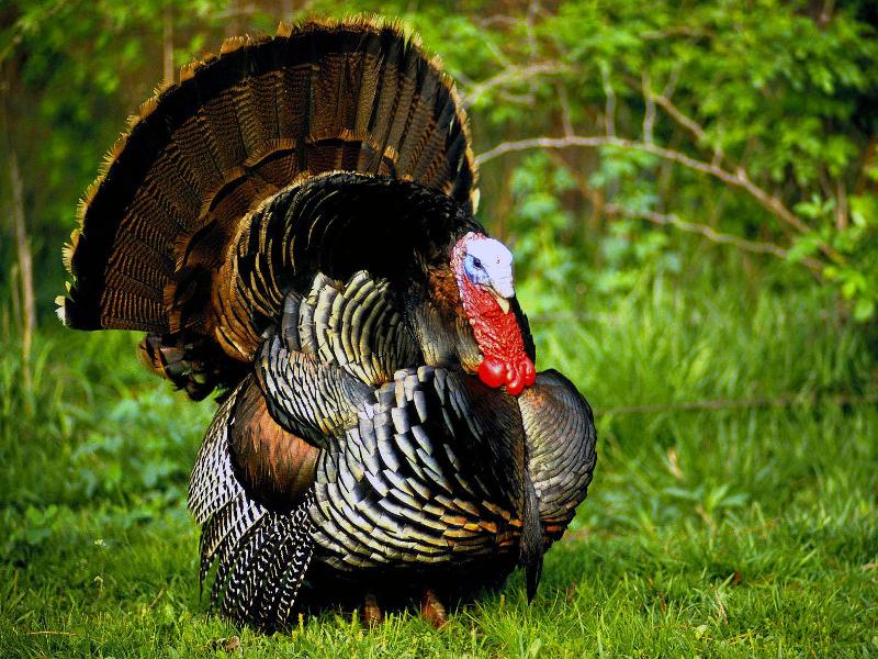 Live Turkey Birds Buy Live Turkey Birds In East Karbi Anglong Assam India