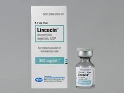 Lincomycin Injection at Best Price in Surat - ID: 3261682 | Seventeen ...