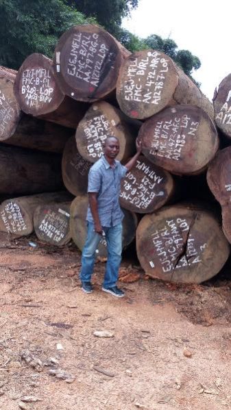 WATA CI Sarl in Abidjan - Supplier of Azobe Logs & Gmelina Logs