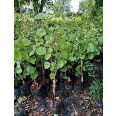 Red Sandalwood Plant at best price INR 30 / Piece in Jamnagar Gujarat ...