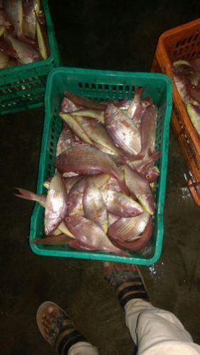 Frozen Rani Fish at Best Price in Junagadh - ID: 3064539 | R B Enterprise