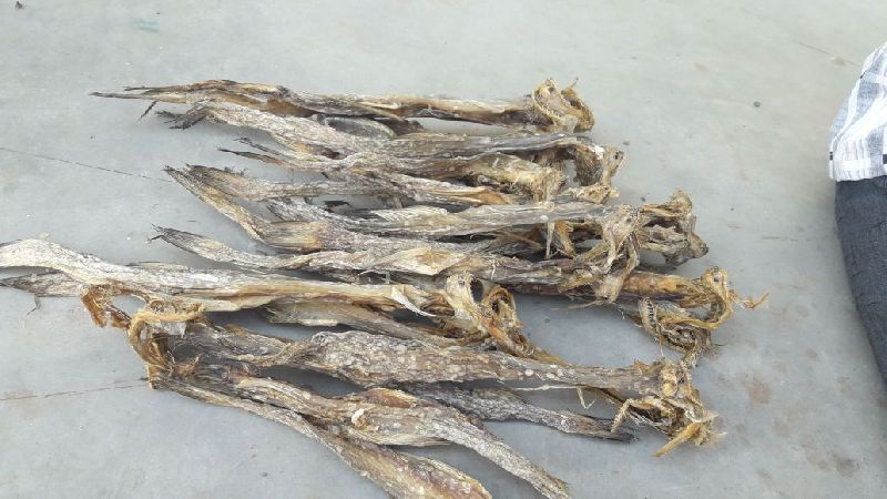 Sabir sea foods in Gir Somnath - Retailer of Dry Fish & Salted Fish