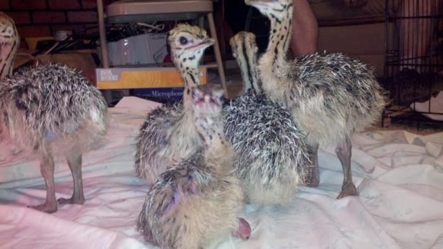 Ostrich Home - Manufacturer of Ostrich Eggs & Fertile Ostrich Eggs