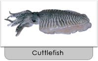 Cuttle Fish at Best Price in Kochi | Tri- Marine Exports