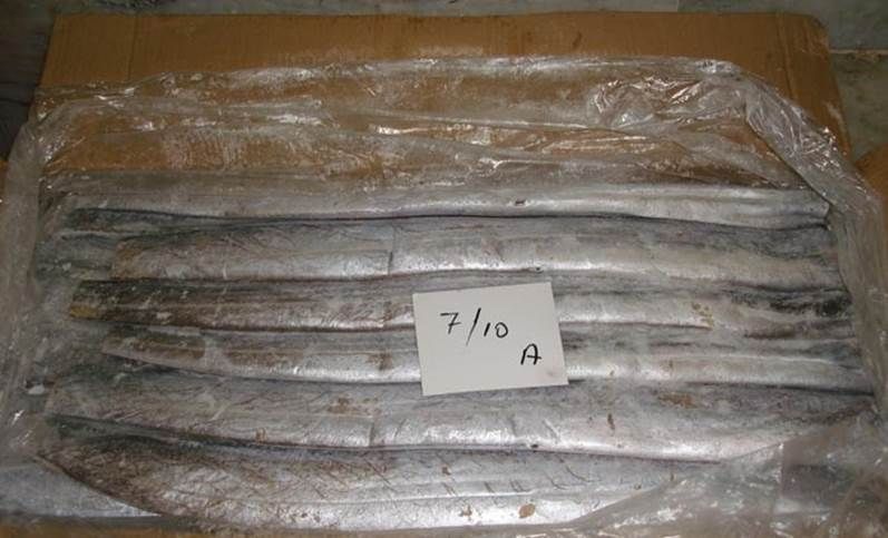 GONGAMA TRADINGS - Supplier of Frozen Ribbon Fish & Frozen Fish