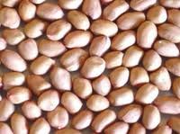 Palamoor Exports & Imports in Mahbubnagar - Exporter of Java Peanuts ...