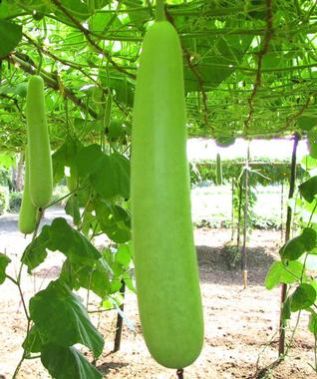 Bottle Guard Buy Bottle Gourd for best price at INR 30 / Kilogram ...