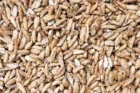 Maruthi Seeds Corporation in Bangalore - Retailer of fodder plants ...