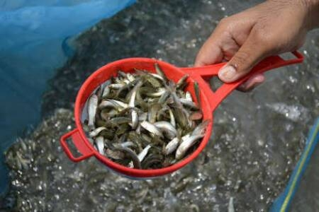 roop chanda fish by Hindustan Marketing, roop chanda fish, INR 2 ...