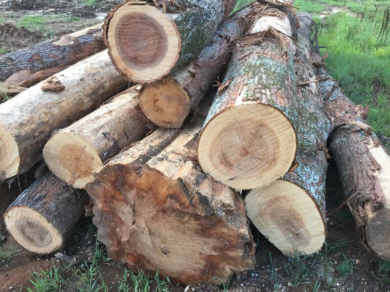 Bald Cypress Logs Manufacturer In United States By Contract Forestry