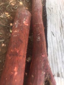 Red Sanders Wood - Manufacturers, Suppliers & Exporters in India