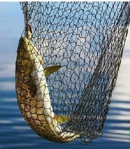 Nylon Fishing Nets Latest Price from Manufacturers, Suppliers & Traders