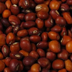 Toor Dal at best price in Khandwa Madhya Pradesh from Vikas Udyog | ID ...