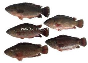 Gaura Fish, Color : Brown, Whtite at best price INR 1,500 / Piece in ...