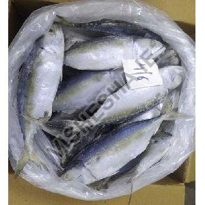 Basa Fish Latest Price from Manufacturers, Suppliers & Traders
