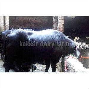 Black Murrah Buffalo by Rana Karnal Dairy Farm from Karnal Haryana | ID - 6493224
