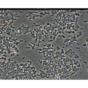 Bacillus Licheniformis, Form : Powder, Granules, Pellets at Rs 525 ...