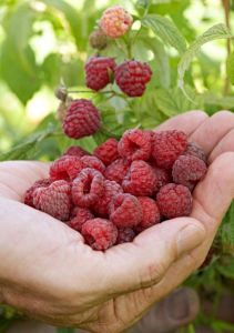 Air Dried Organic Raspberry, Grade : Food Grade at Rs 1500 in Patan ...