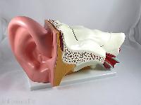 Ear Models in Bangalore - Manufacturers and Suppliers India